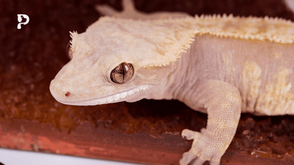 Here's What Crested Gecko Sounds and Noises Mean | Pet Engineers