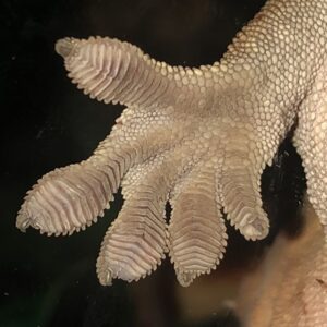 Crested Gecko Anatomy: Head To Toe Guide 2025 | Pet Engineers