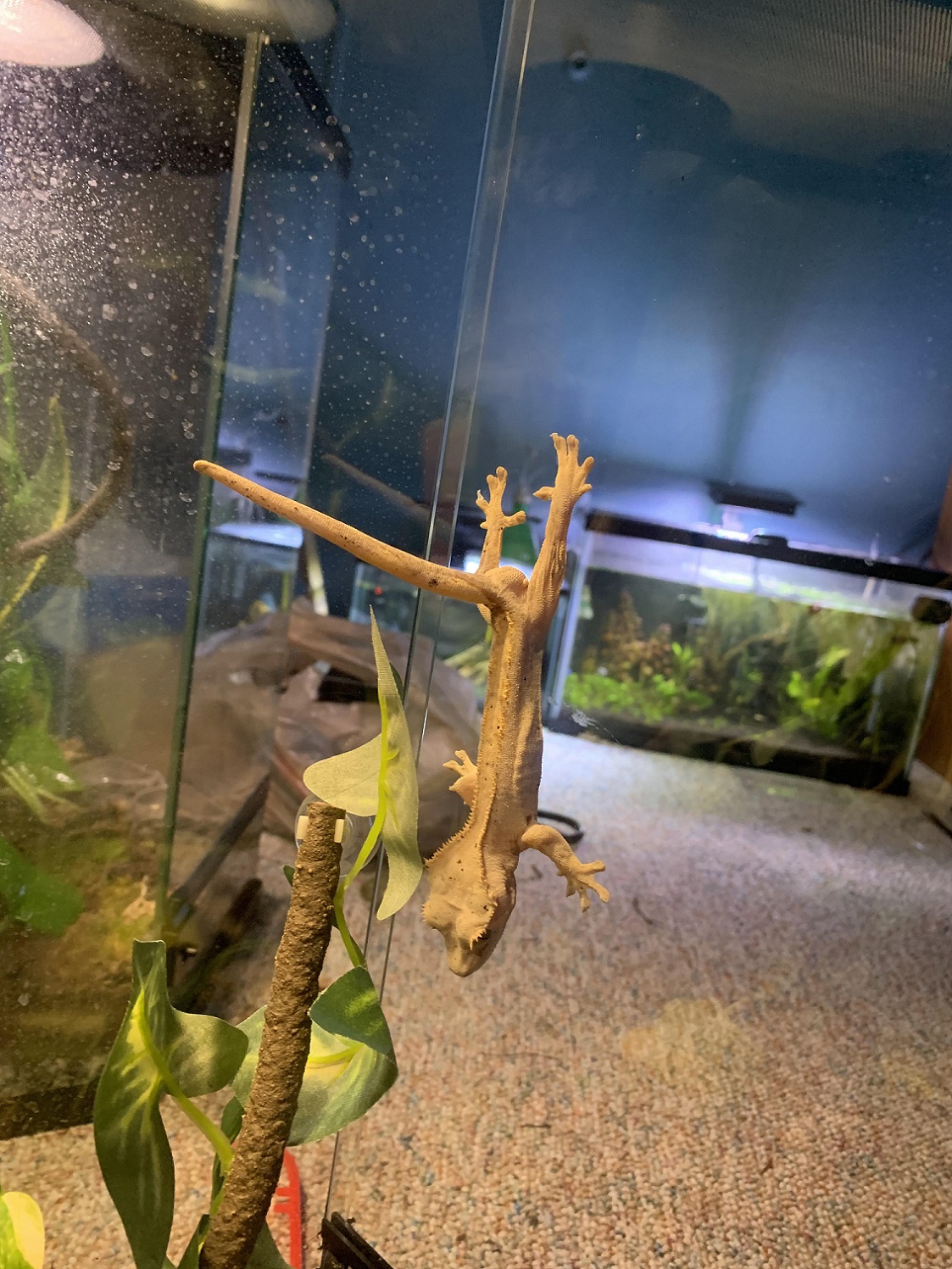 Floppy Tail Syndrome in Crested Geckos | Pet Engineers
