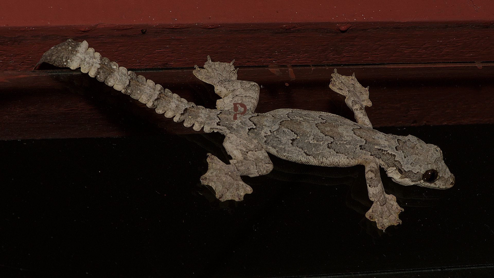12 Types of Geckos To Keep as Pets | Pet Engineers