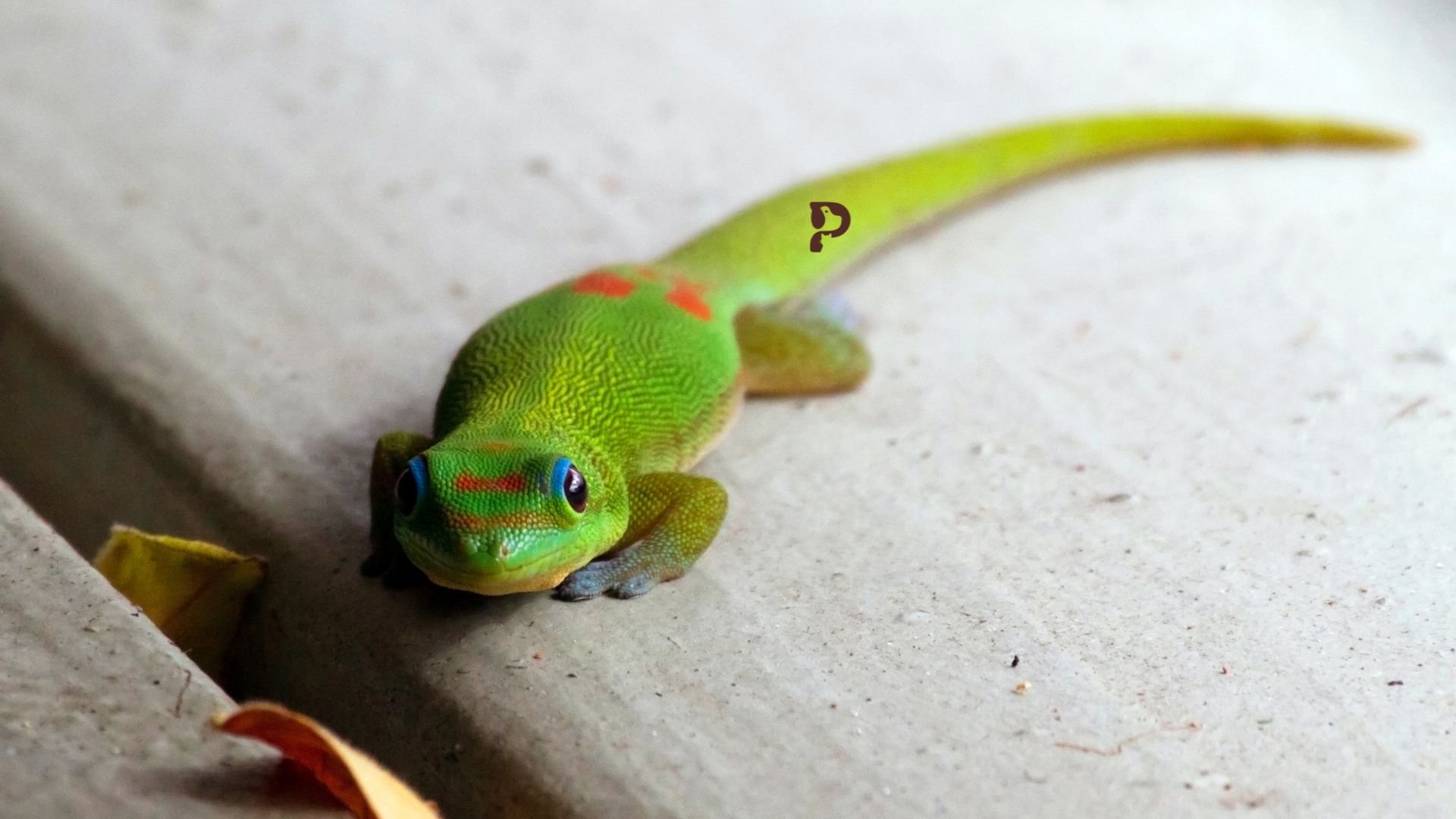 12 Types of Geckos To Keep as Pets | Pet Engineers