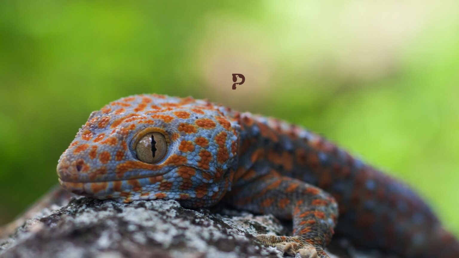 12 Types of Geckos To Keep as Pets | Pet Engineers