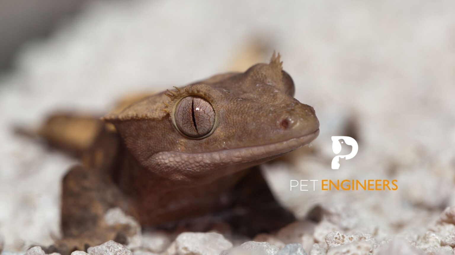 Crested Gecko Sunken Eyes: Causes, Treatment and Prevention | Pet Engineers