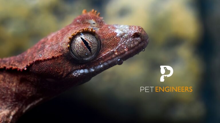 Crested Gecko Anatomy: Head To Toe Guide 2025 | Pet Engineers