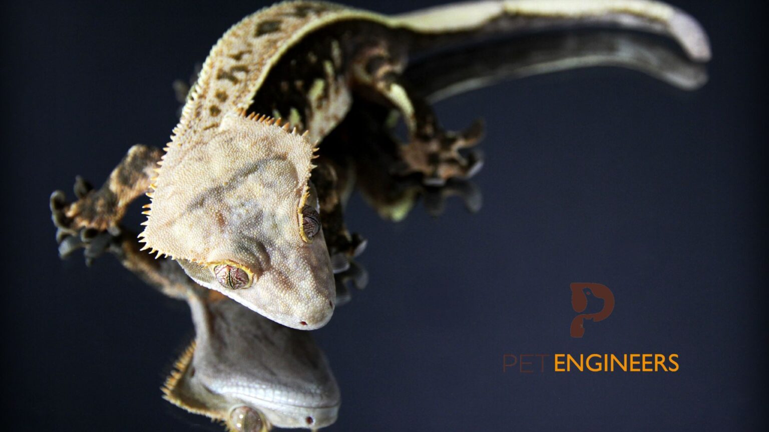 Crested Gecko Not Sticking To Glass? Here's Why | Pet Engineers