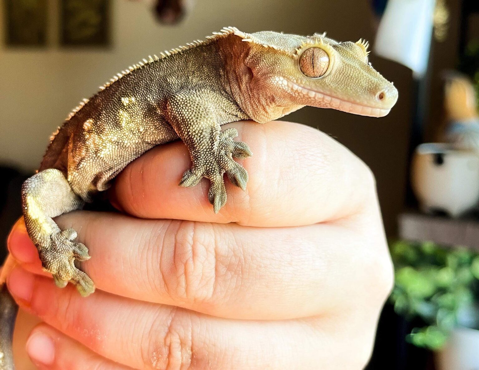 Crested Gecko Behaviour Guide 101: How To Understand Crested Gecko Body ...