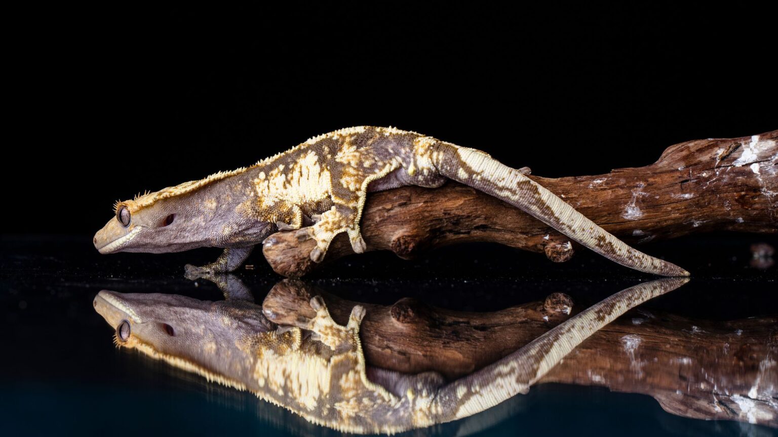 Crested Gecko: Taxonomy, Habitat, Diet and More | Pet Engineers