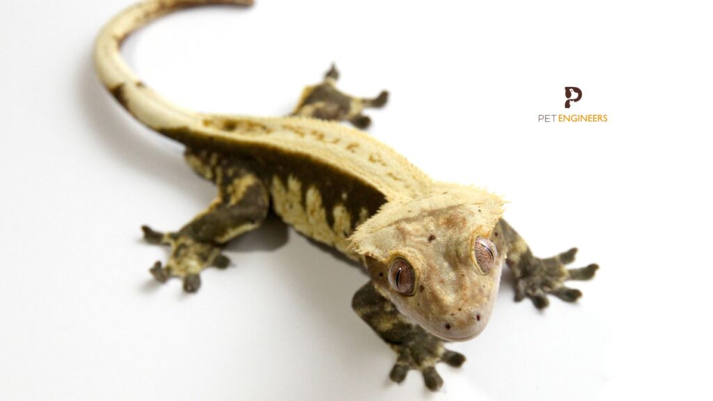 A Crested Gecko Breeding Guide | Pet Engineers