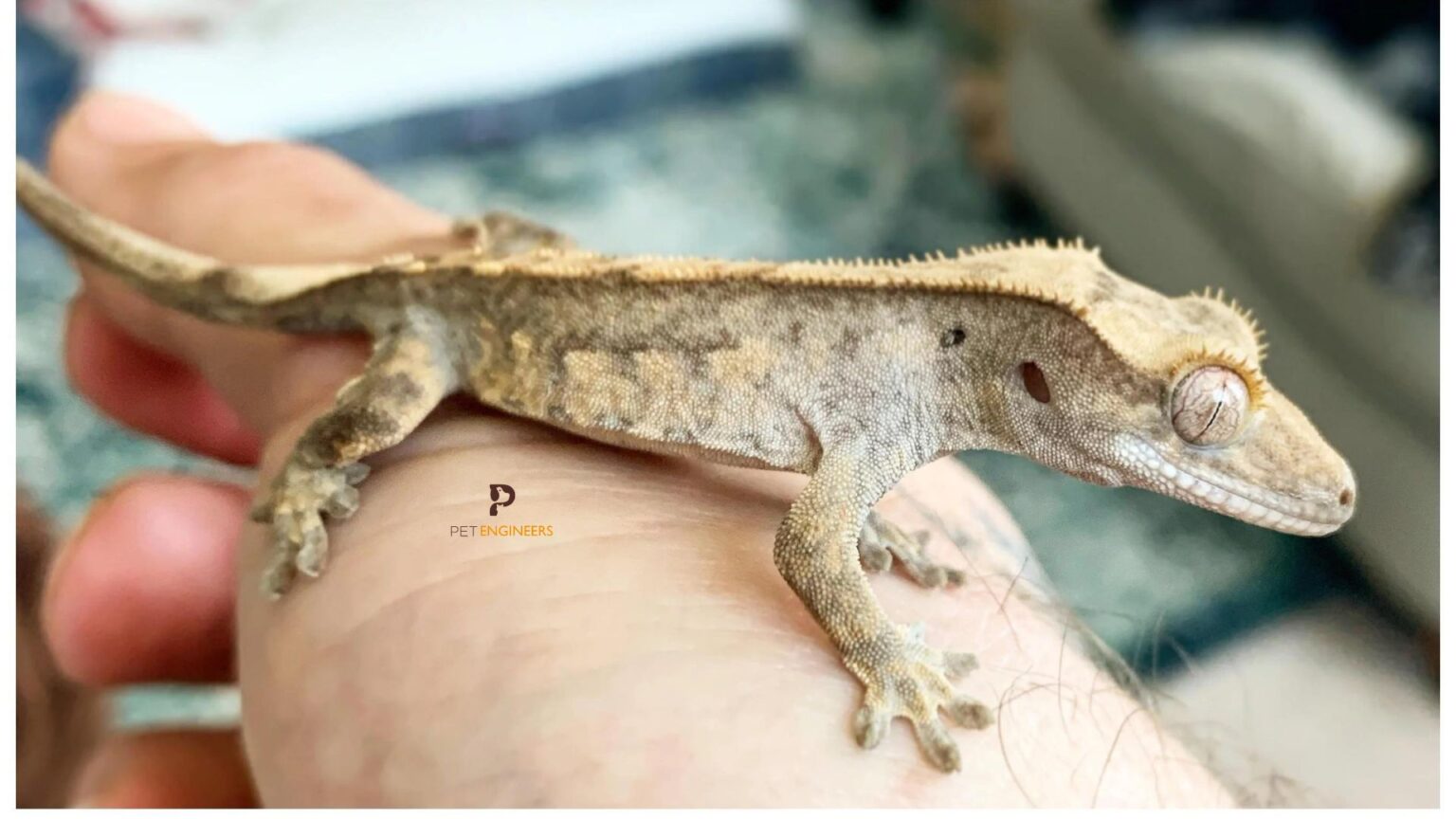 Crested Gecko Color Changes and Their Meanings | Pet Engineers
