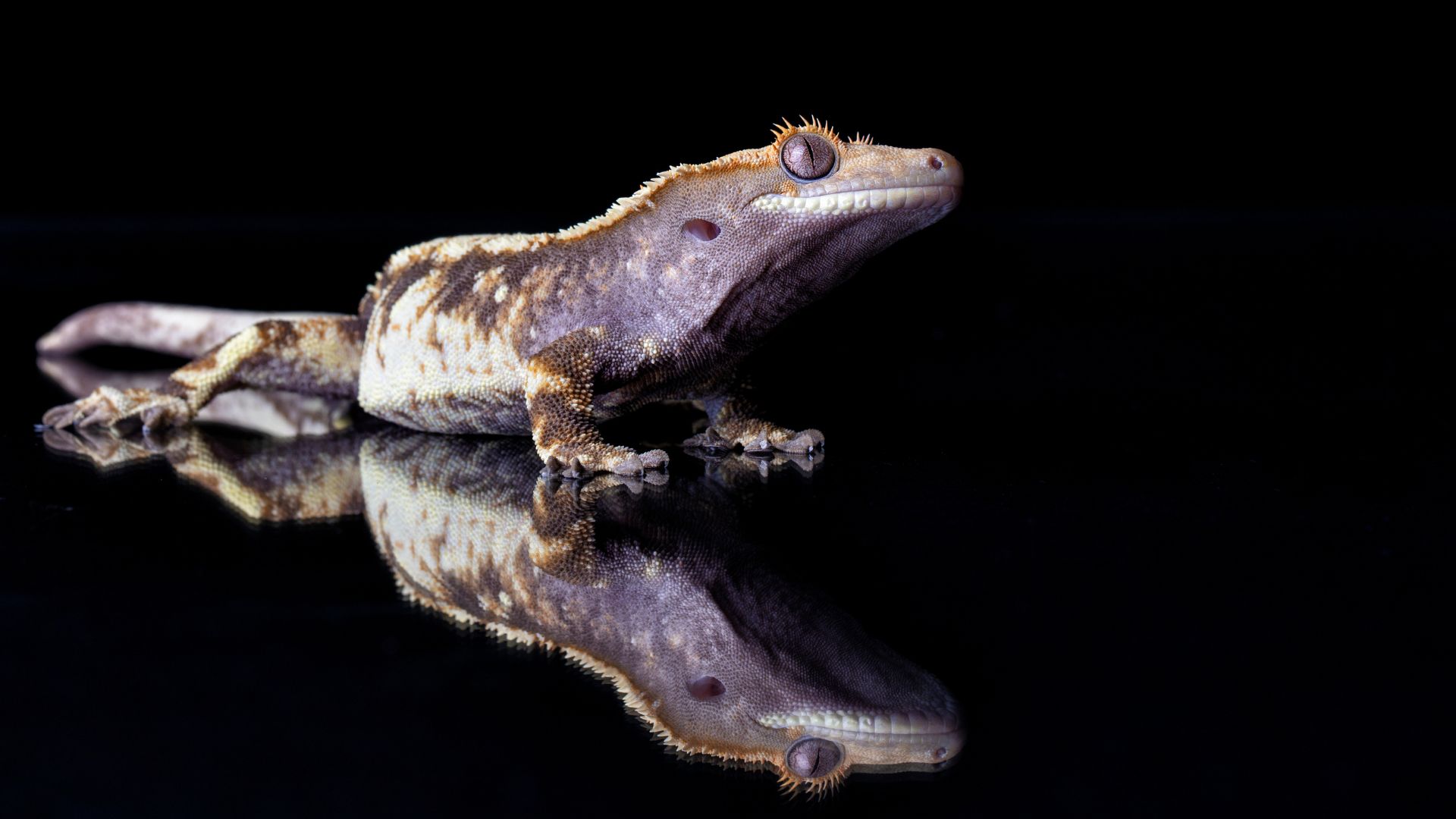 Male vs Female Crested Gecko: How To Spot The Difference? | Pet Engineers