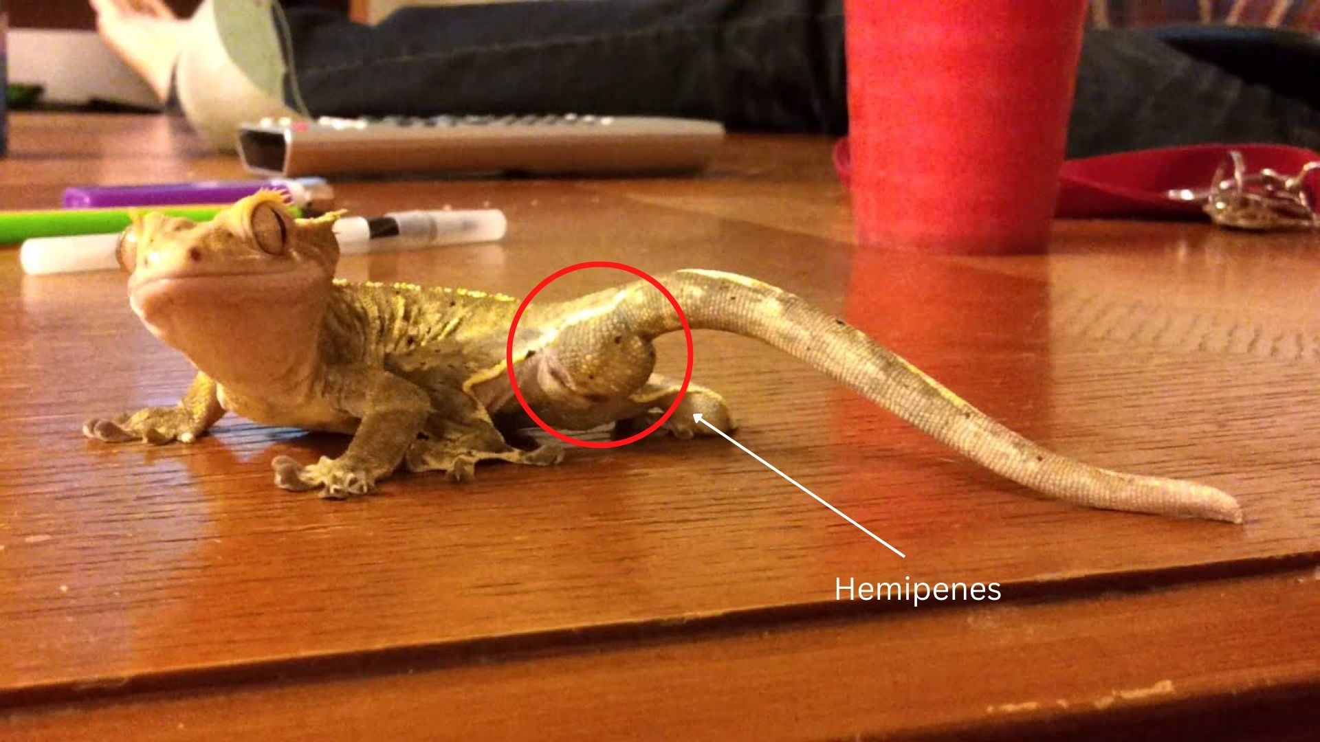 Crested Gecko Prolapse: Cause, Treatment, And Prevention | Pet Engineers