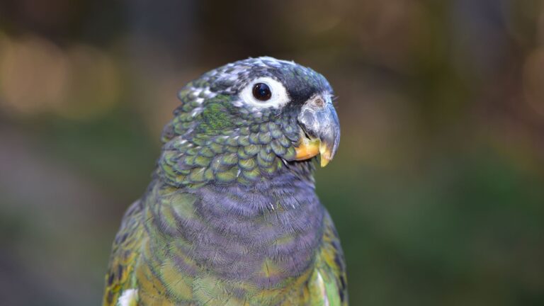 An Introduction to Pionus as a Pet 2026 | Pet Engineers