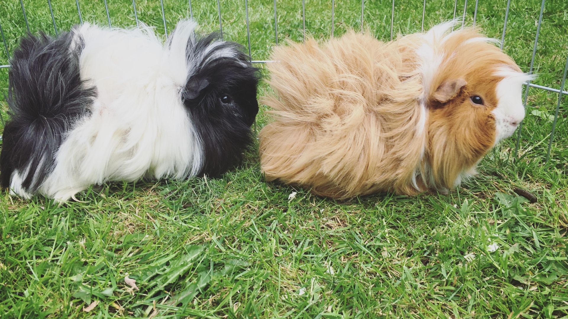Everything You Need to Know About Guinea Pigs in 2026 | Pet Engineers