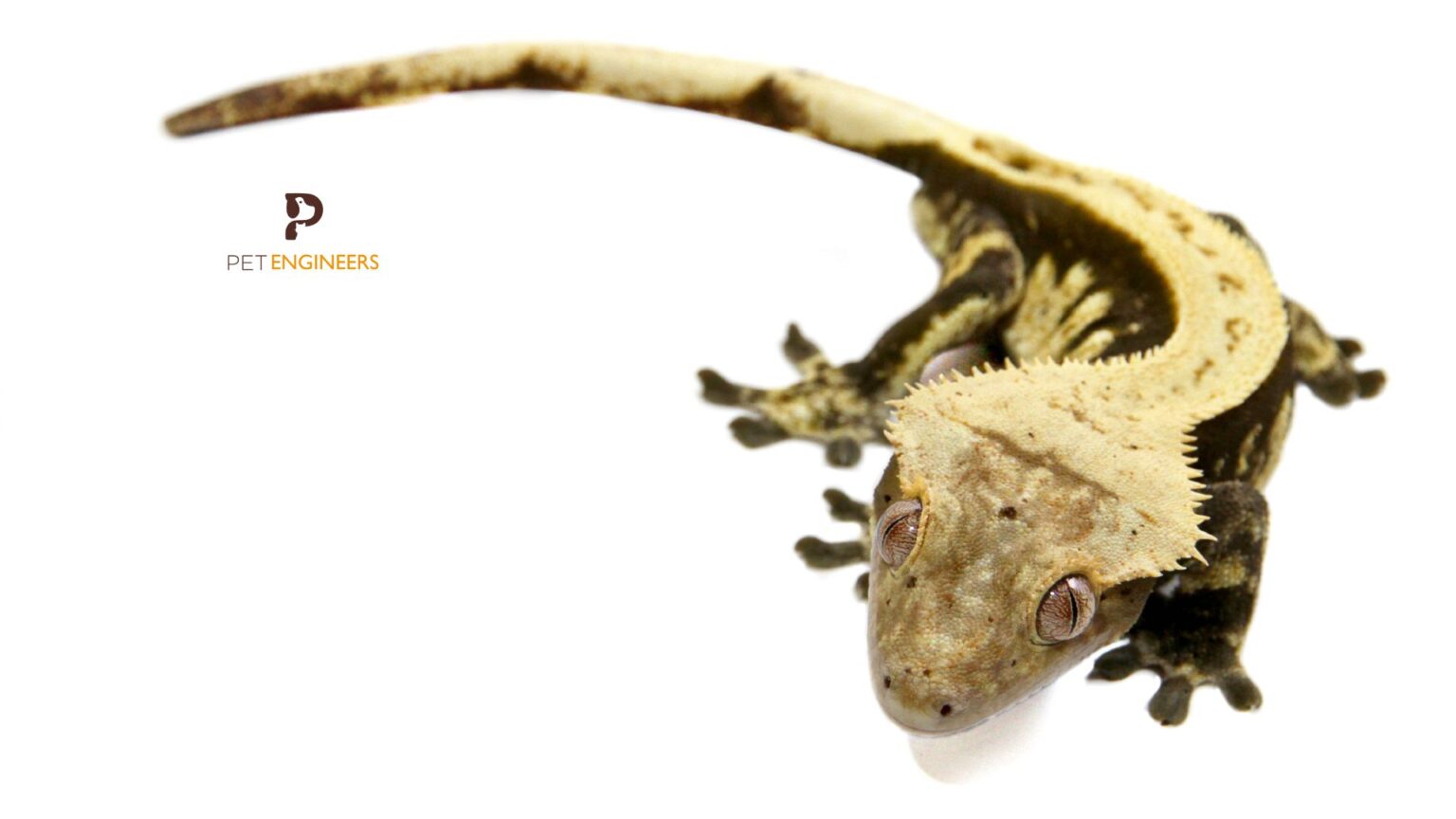 Crested Gecko Anatomy: Head To Toe Guide 2025 | Pet Engineers