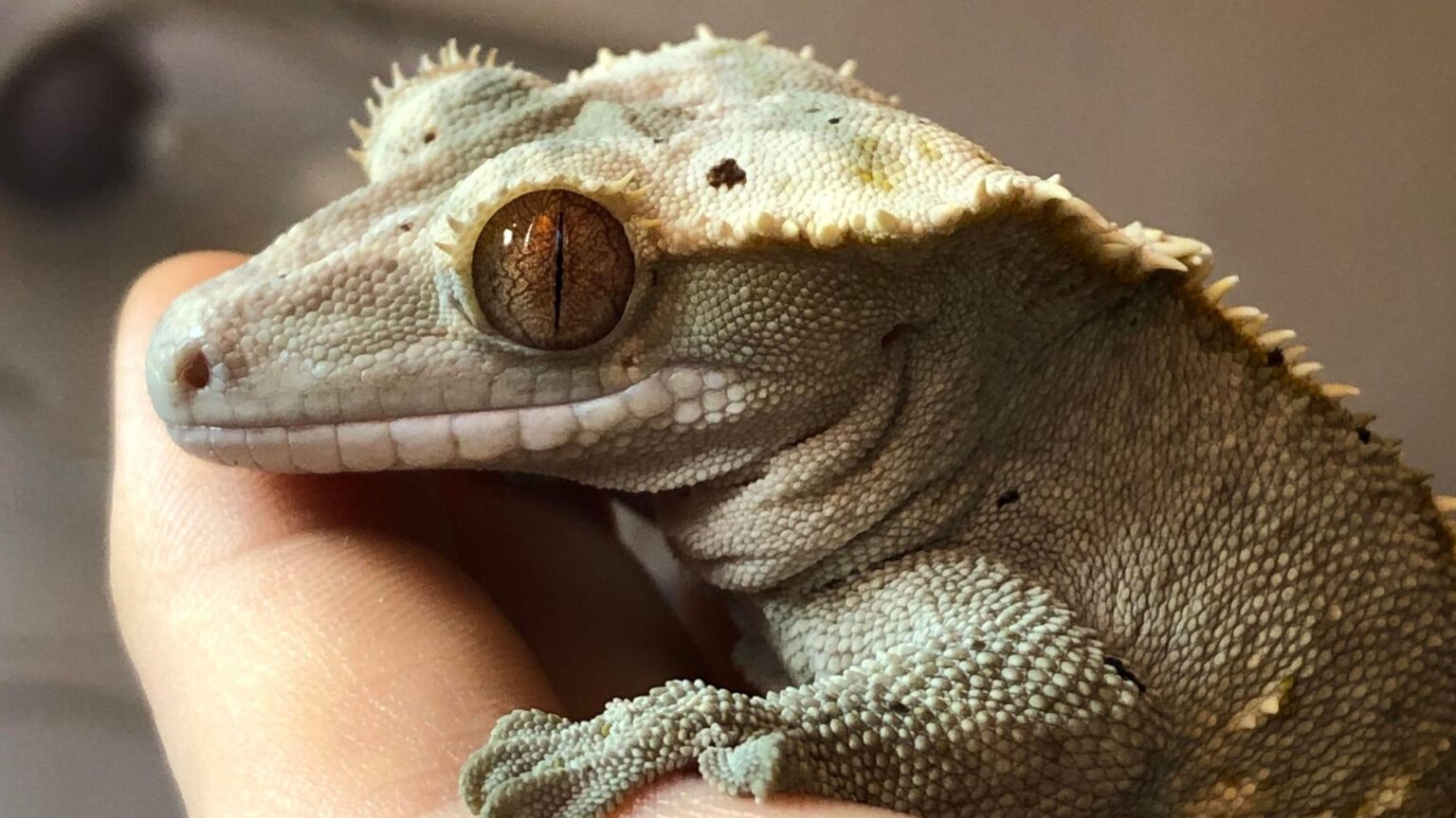 10 Signs of a Healthy Crested Gecko | Pet Engineers