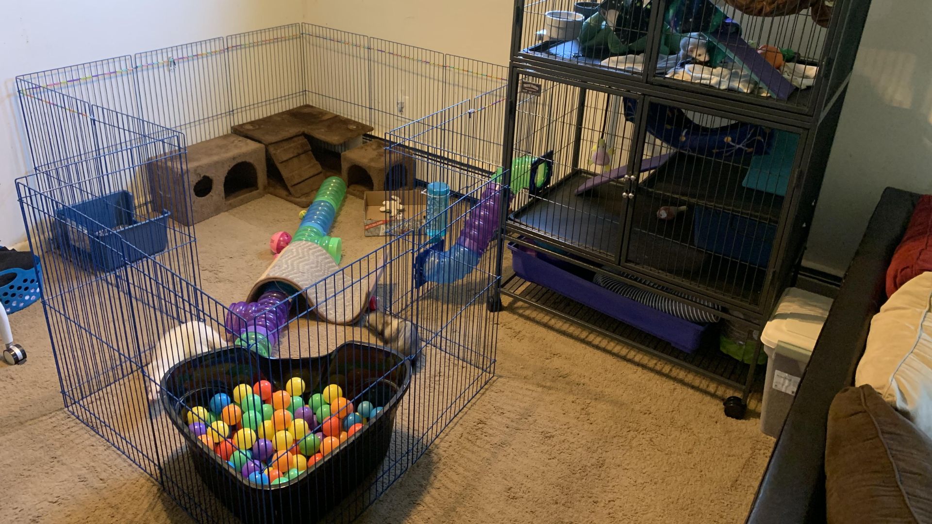 A Guide to Caring a Ferret as Your First Pet in 2026 | Pet Engineers