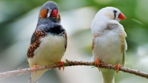 Everything You Need to Know About Zebra Finch in 2025 | Pet Engineers