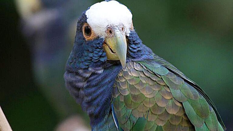 An Introduction to Pionus as a Pet 2025 | Pet Engineers