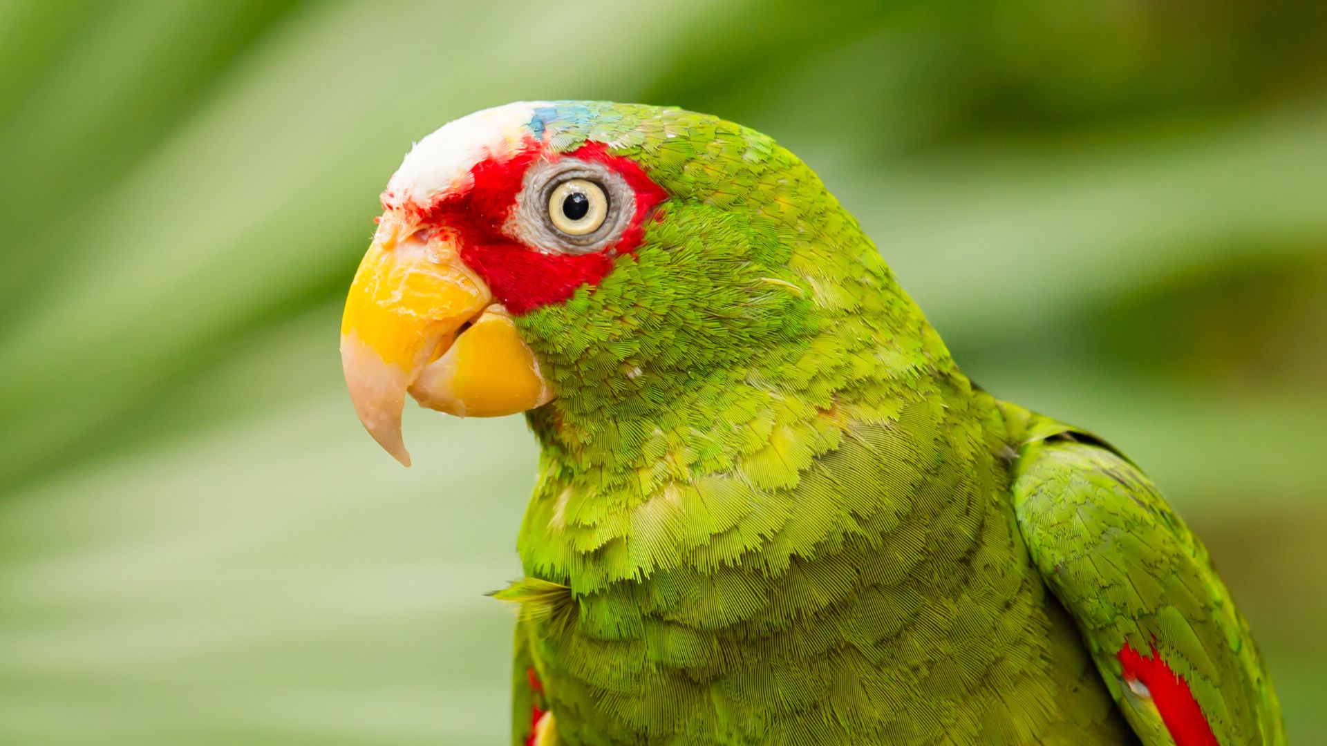 An Introduction to Parrots 2025 Guide | Pet Engineers