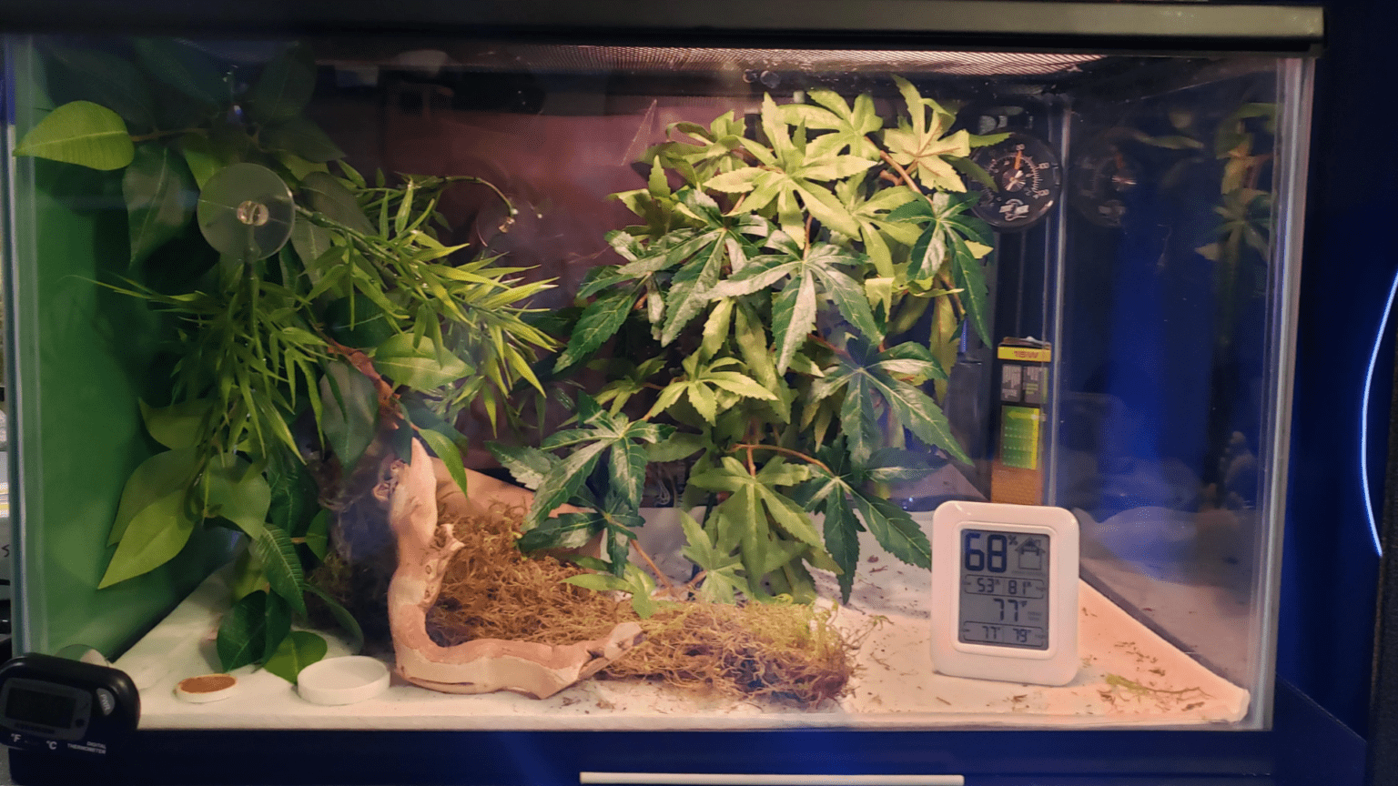 Crested Gecko Lighting Guide 101: Do Crested Geckos Need Light 2026 ...
