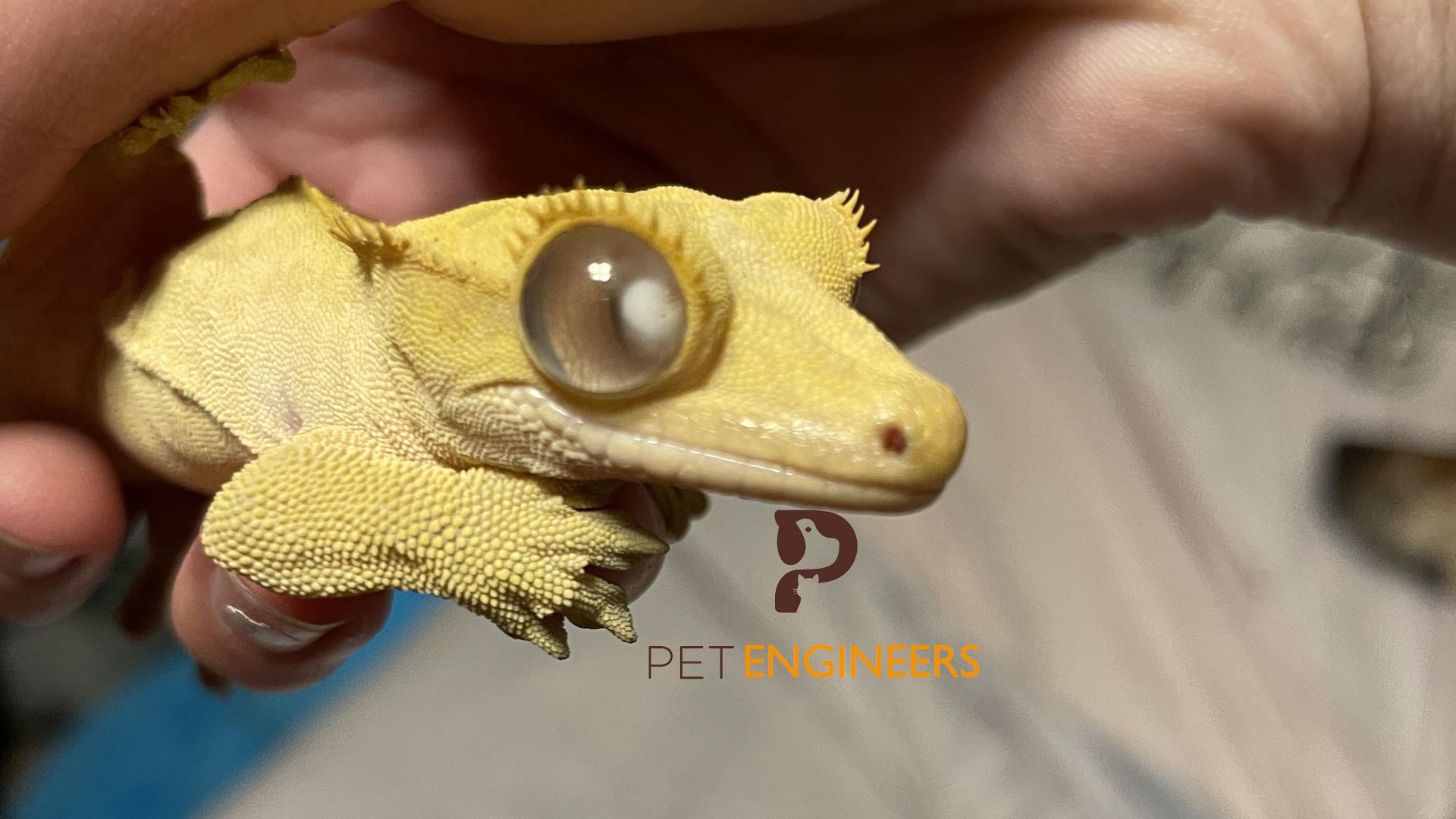 Crested Gecko Cloudy Eye: Causes, Treatment and Prevention | Pet Engineers