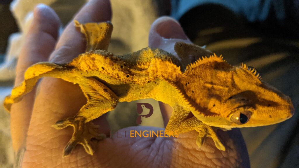 10 Common Diseases in Crested Geckos: Causes, Signs, Treatments, and ...