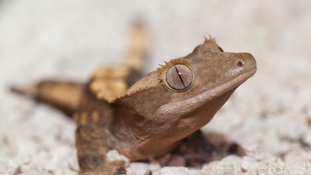 Crested Gecko Size and Growth Chart Guide 2025 | Pet Engineers