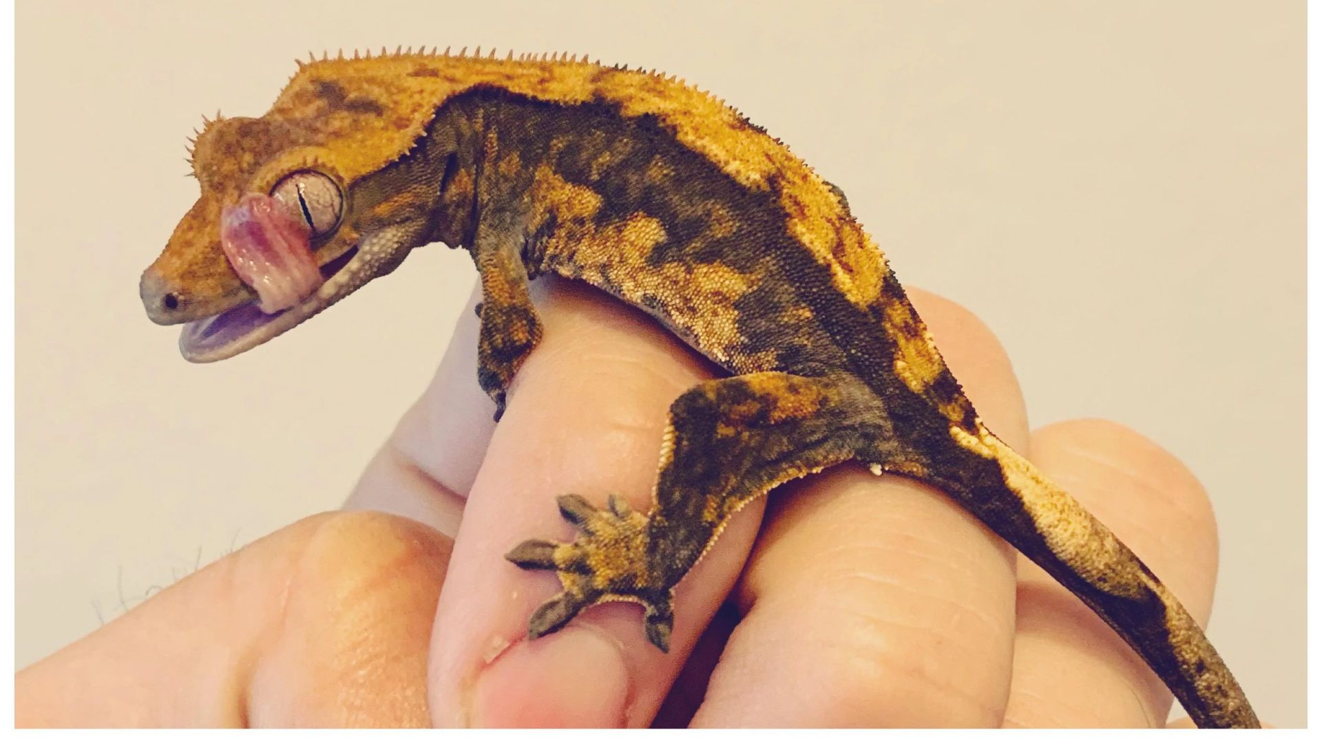 Fired Up vs Fired Down Crested Gecko: Why It Happens? | Pet Engineers