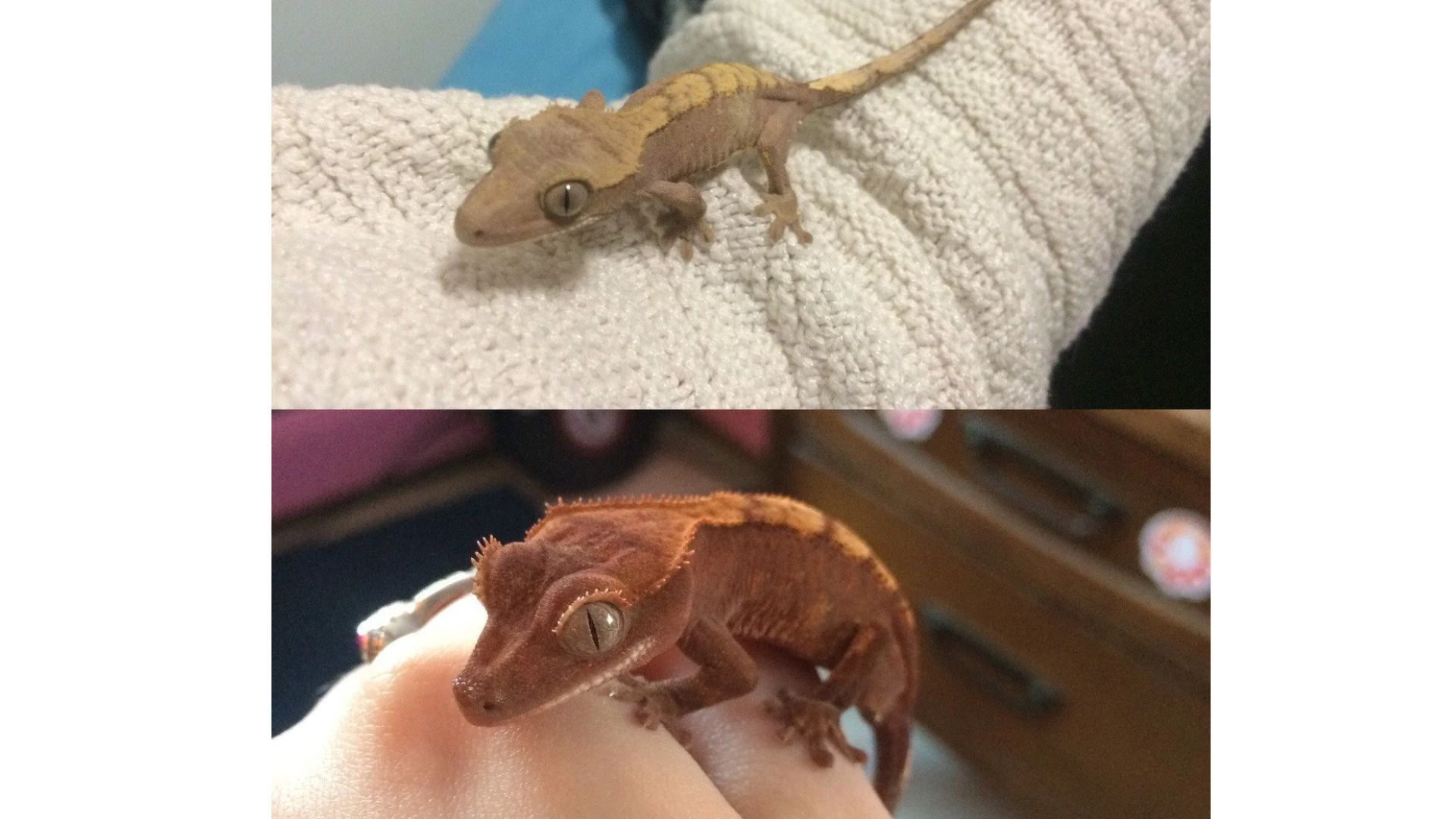 Fired Up vs Fired Down Crested Gecko: Why It Happens? | Pet Engineers