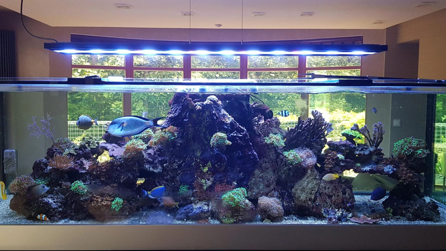 Crested Gecko Tank Size & Enclosure Guide 101: How To Choose The Right ...