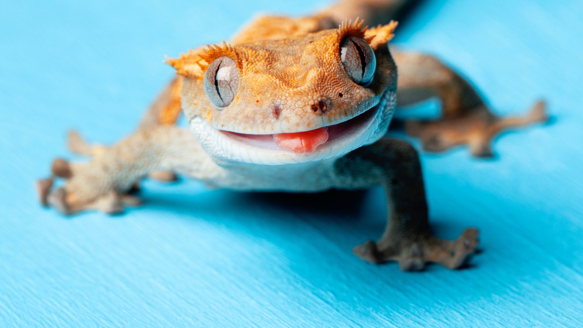 Dead Crested Gecko: Reasons, Signs, and Lessons 2026 | Pet Engineers