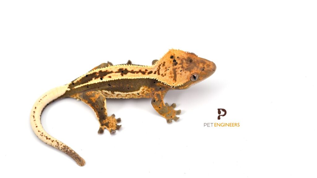 Crested Gecko Behaviour Guide 101: How To Understand Crested Gecko Body ...