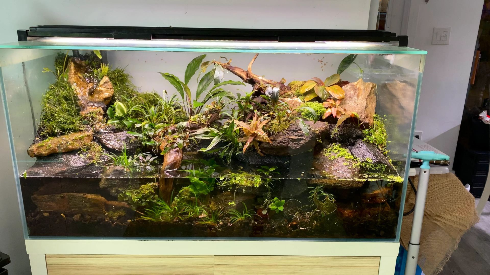 Can a Crested Gecko Live in a Paludarium? | Pet Engineers