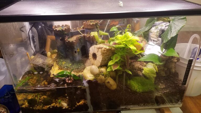 Crested Gecko Tank Size & Enclosure Guide 101: How To Choose The Right ...