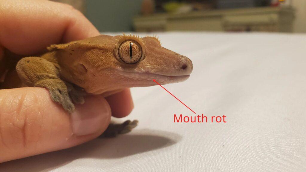 How To Diagnose And Prevent Crested Gecko Mouth Rot 2026 | Pet Engineers