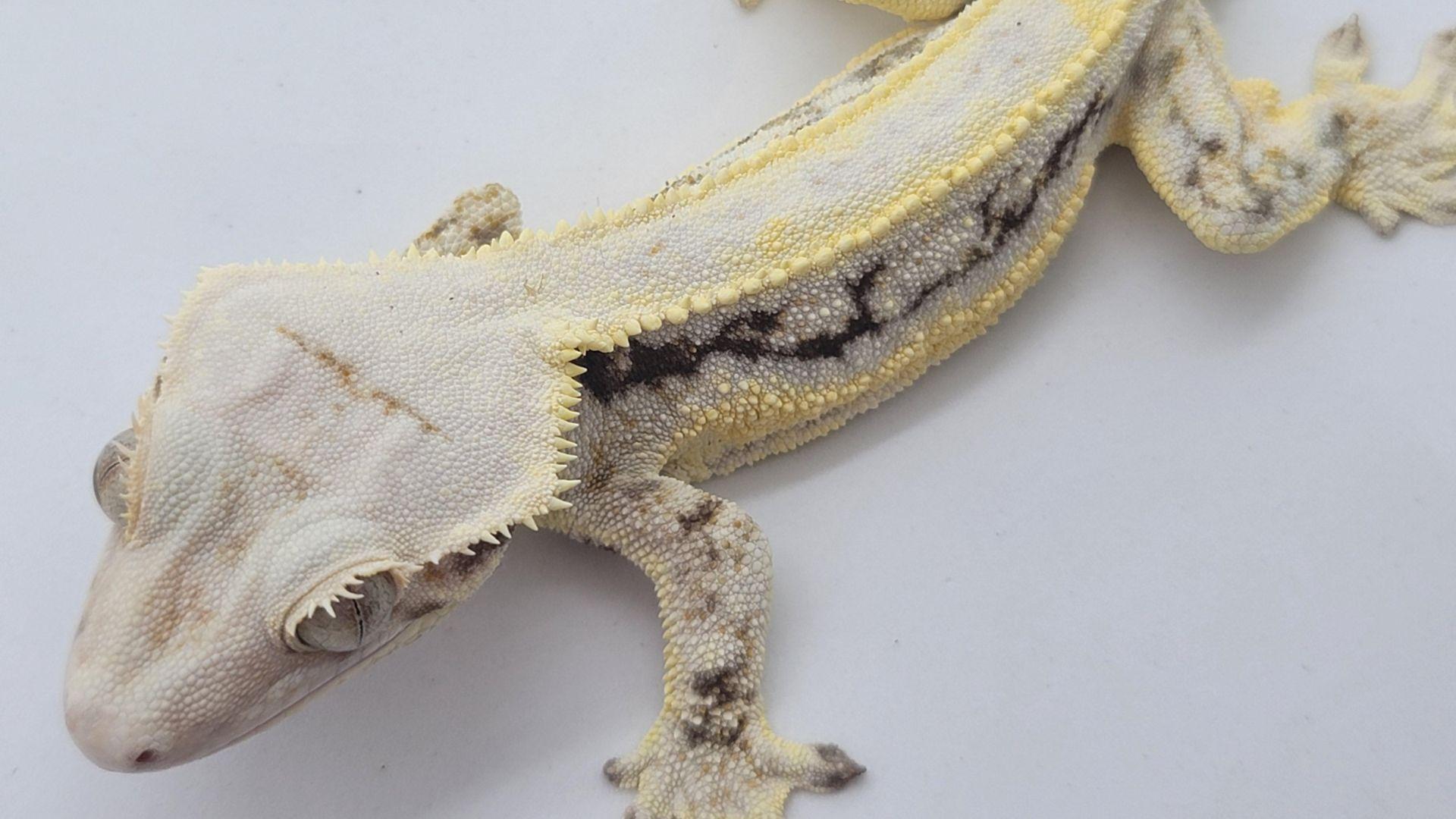 Crested Gecko Morph Guide: 20 Types of Crested Gecko Morphs 2025 | Pet ...