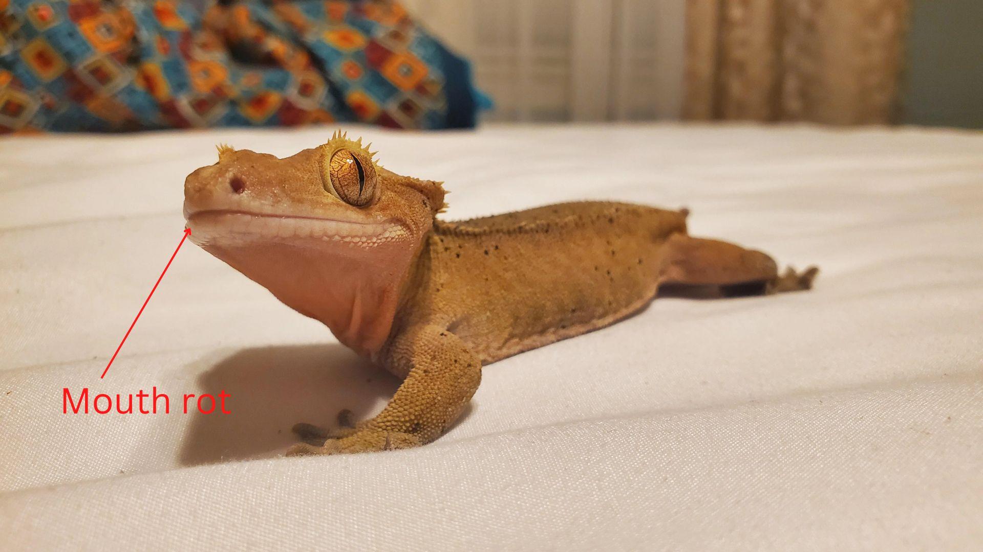 How To Diagnose And Prevent Crested Gecko Mouth Rot 2026 | Pet Engineers
