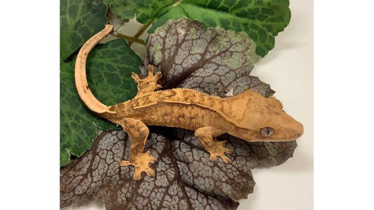 Crested Gecko Morph Guide: 20 Types of Crested Gecko Morphs 2025 | Pet ...