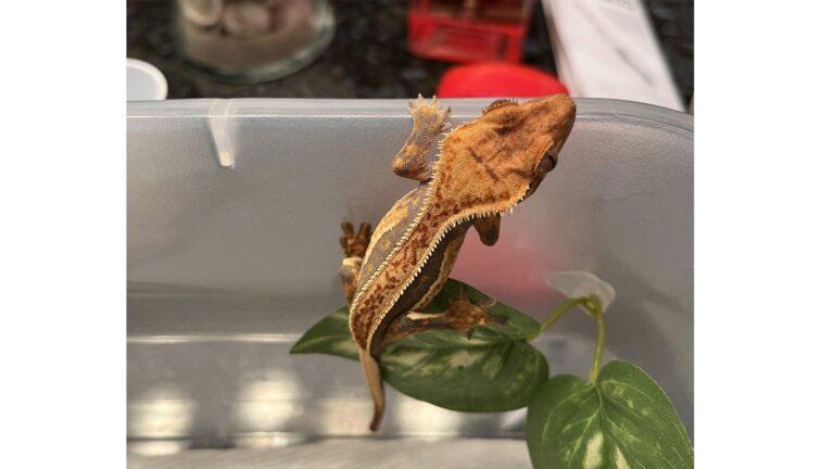 Crested Gecko Morph Guide: 20 Types of Crested Gecko Morphs 2025 | Pet ...