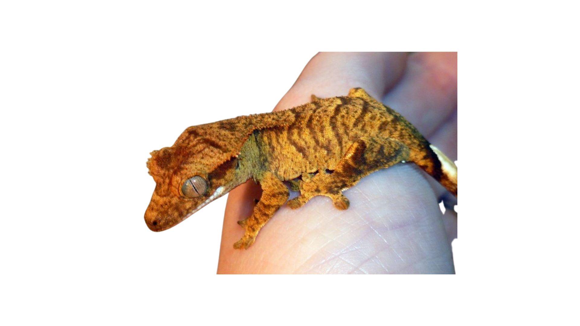 Crested Gecko Morph Guide: 20 Types of Crested Gecko Morphs 2025 | Pet ...