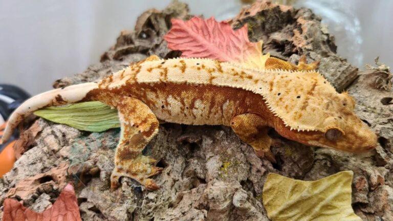 Crested Gecko Morph Guide: 20 Types of Crested Gecko Morphs 2025 | Pet ...