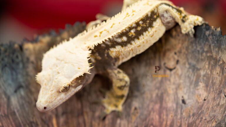 Crested Gecko Morph Guide: 20 Types of Crested Gecko Morphs 2025 | Pet ...