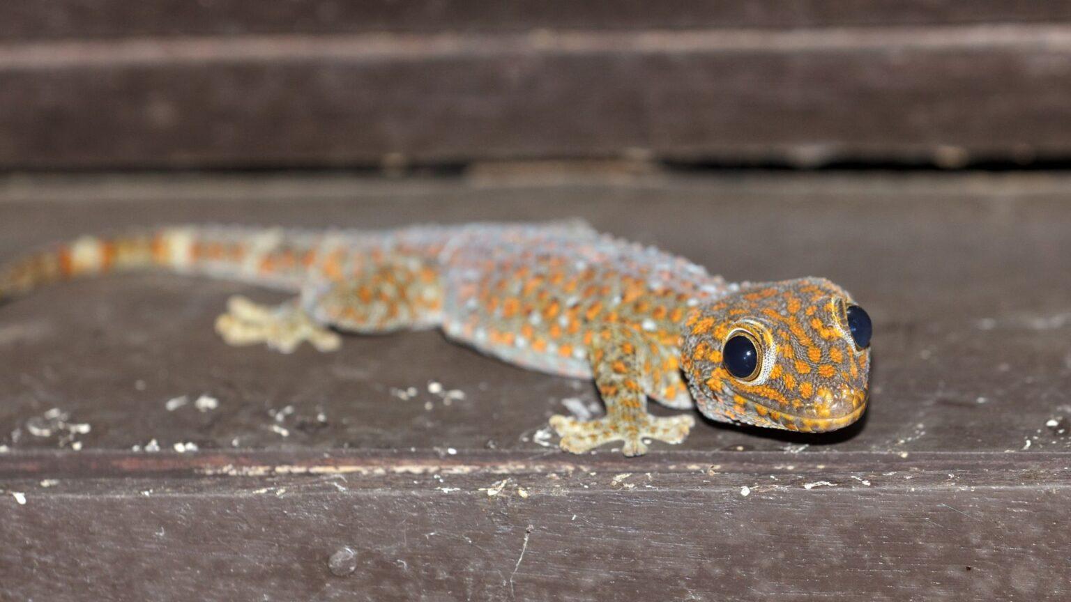 Tokay Gecko Fruit Feeding Guide 101: Can Tokay Geckos Eat Fruit? | Pet ...