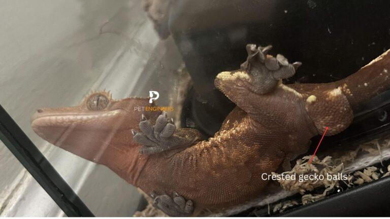 Crested Gecko Balls: Everything You Need To Know 2026 | Pet Engineers