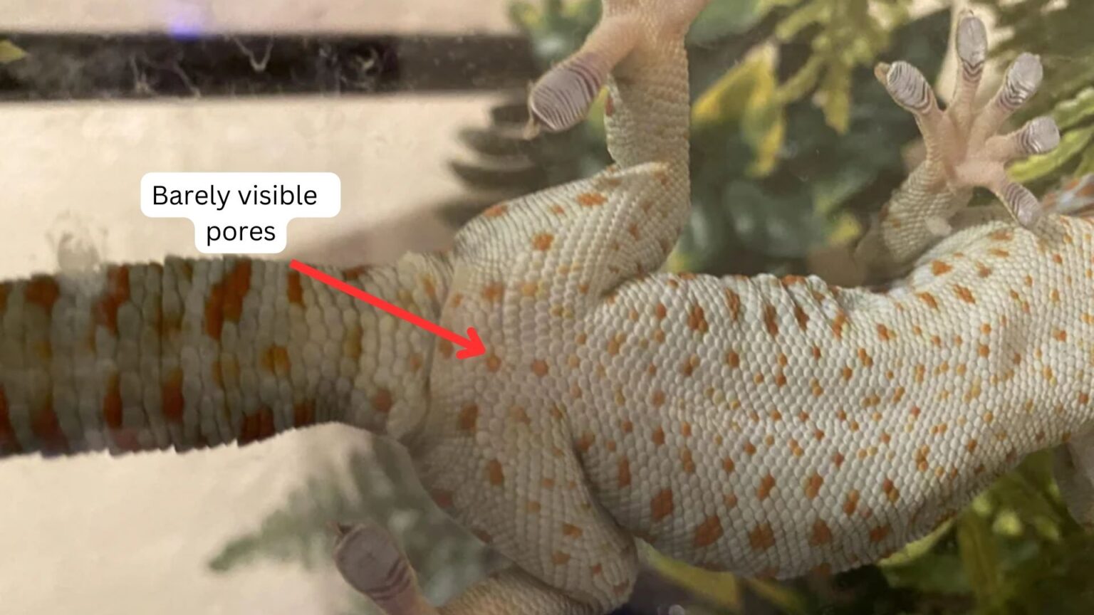 Male vs Female Tokay Geckos: How To Tell Them Apart | Pet Engineers