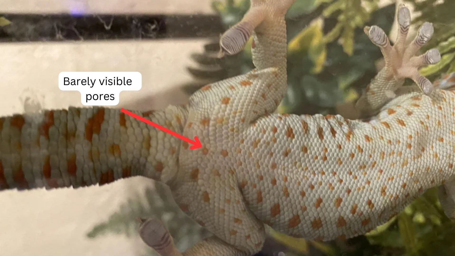 Male vs Female Tokay Geckos: How To Tell Them Apart | Pet Engineers