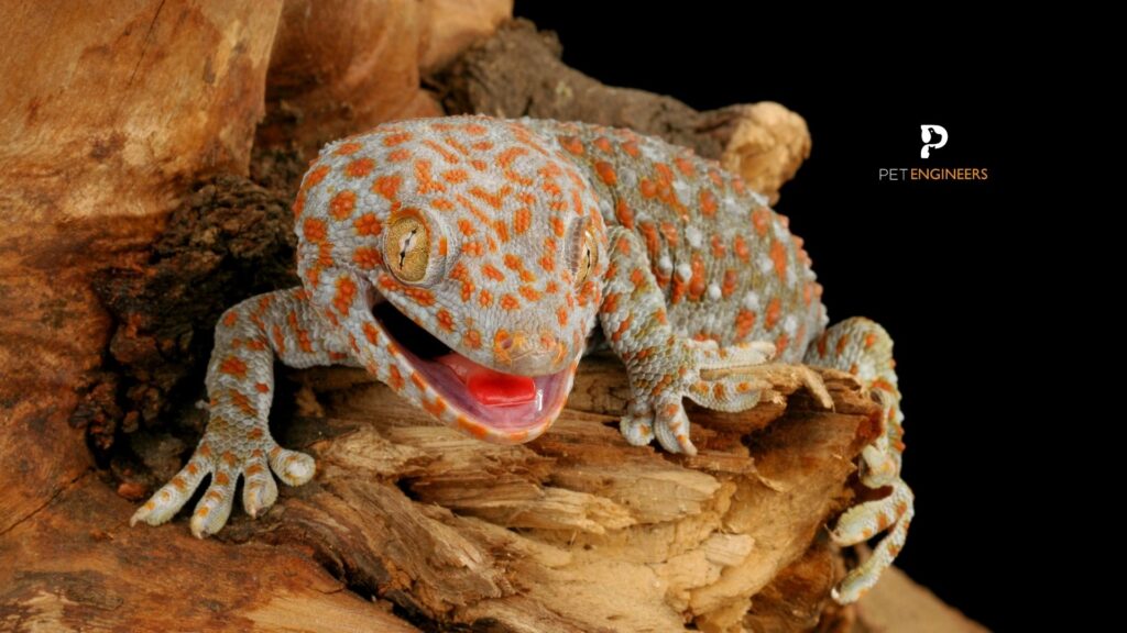How Fast is a Tokay Gecko? | Pet Engineers