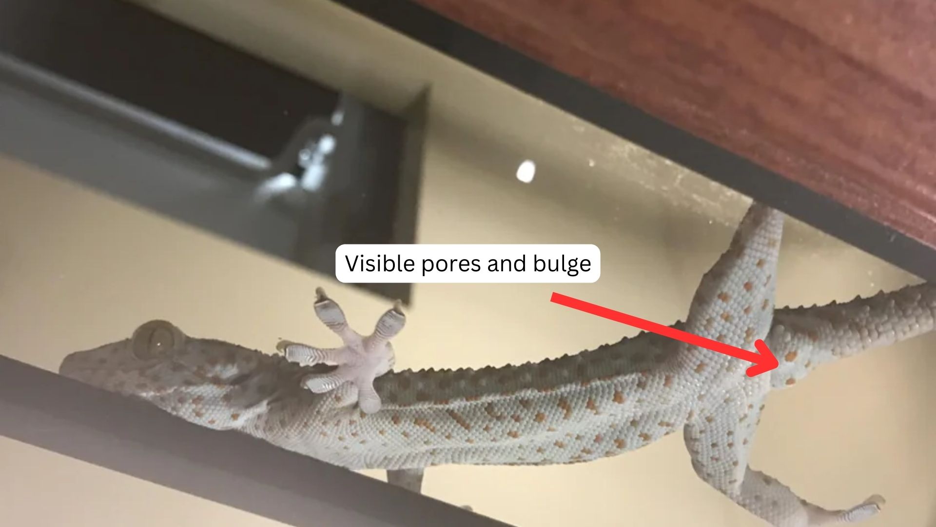 Male vs Female Tokay Geckos: How To Tell Them Apart | Pet Engineers