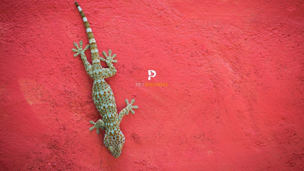 Male vs Female Tokay Geckos: How To Tell Them Apart | Pet Engineers