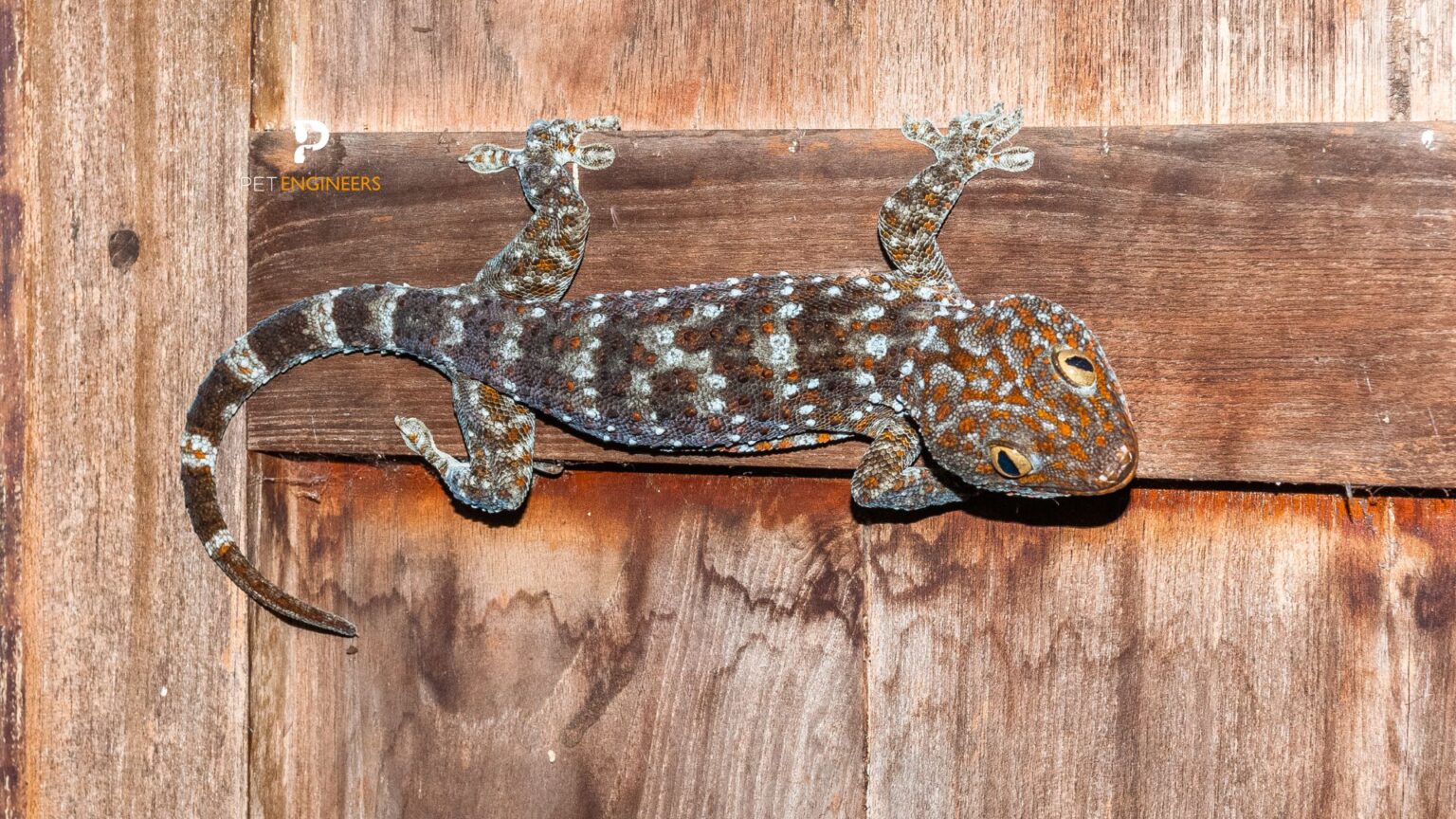 Tokay Gecko Metabolic Bone Disease: Your Treatment and Prevention Guide ...